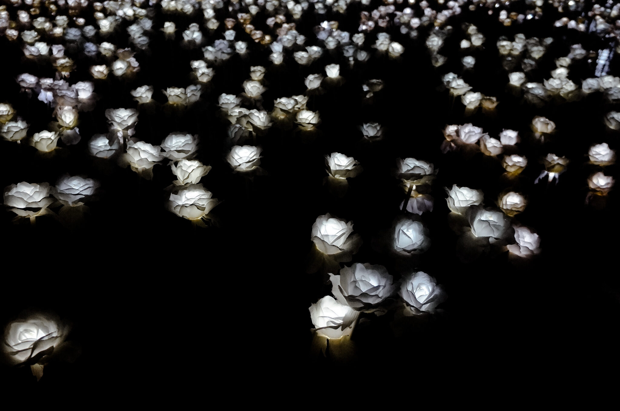 Illuminating Cebu: Exploring the Enchanting 10,000 Roses Café & More ...