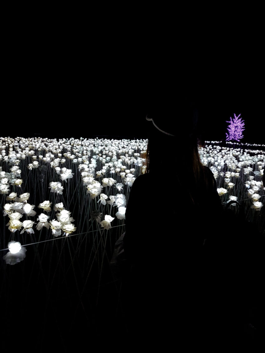 Illuminating Cebu: Exploring the Enchanting 10,000 Roses Café & More ...